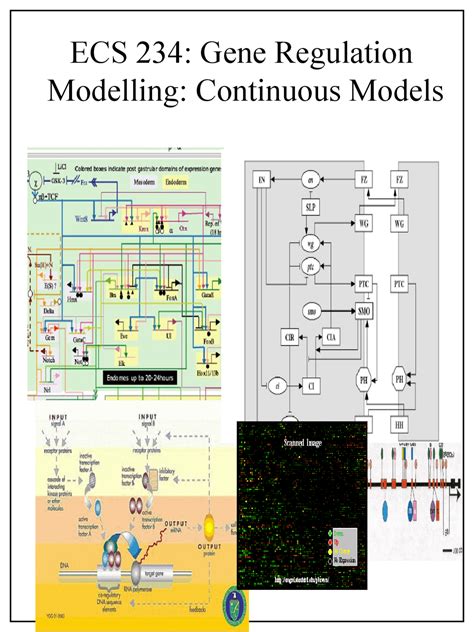 Gene Regulation Modelling Continuous Models Slides Ecs 234 Docsity