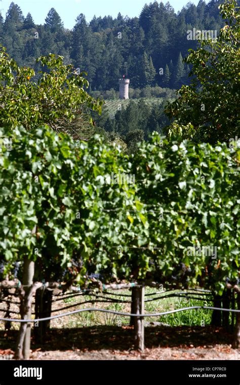 Vines At Clos Pegase Winery Napa Valley Vineyard 06 October 2011 Stock