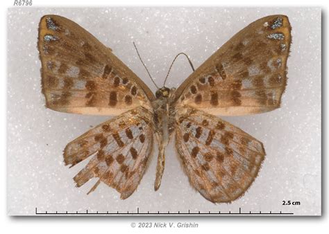 Argyrogrammana Physis Type Specimens