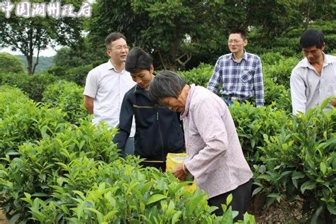 市茶叶科学研究中心深入饶平县浮滨镇大榕村举办茶叶栽培与加工技术培训班 潮州市人民政府门户网站
