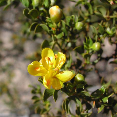 Seinet Portal Network Larrea Tridentata