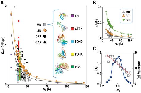 Biomolecular Interactions Modulate Macromolecular Structure And Dynamics In Atomistic Model Of A
