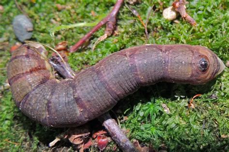 Giant Brown Caterpillar
