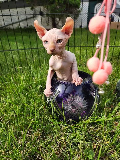 Elf Kitten