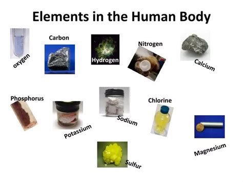 Elemental Makeup Of The Human Body Saubhaya Makeup