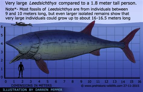 Leedsichthys Vs Megalodon