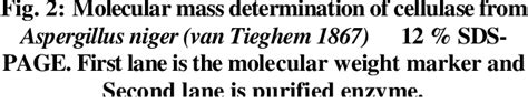 Purification Summary Of Extracellular Cellulase From Aspergillus Download Table