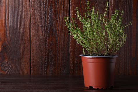 나무 테이블에 있는 향기로운 녹색 화분에 심은 백리향 텍스트를 위한 공간 0명에 대한 스톡 사진 및 기타 이미지 0명 건강한 생활방식 관목 Istock