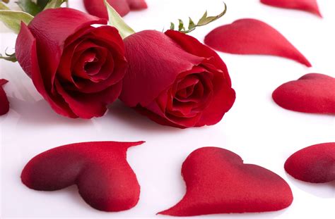 Love Rose Hd Wallpapers Top Free Love Rose Hd Backgrounds