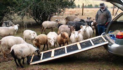 Losing Our Shirts Keeping The Farm Building A Livestock Loading Ramp