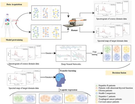 A New Method For Raman Spectral Analysis Decision Fusion‐based Transfer Learning Model Chen