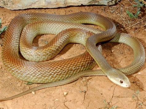 10 Most Dangerous Snakes In The World Pictolic