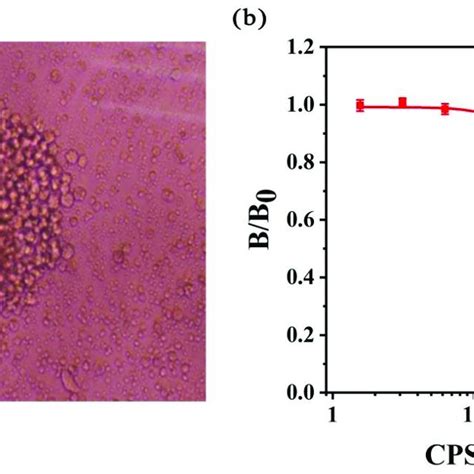 A The Morphology Of Cells After Fusion B Calibration Curve For Download Scientific Diagram