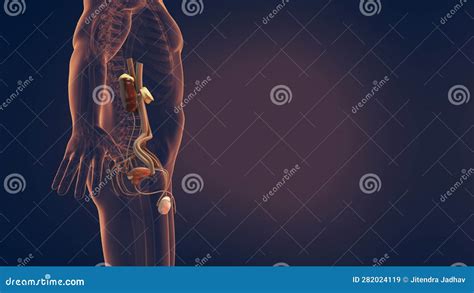 Male Urinary System Royalty Free Cartoon 5564120