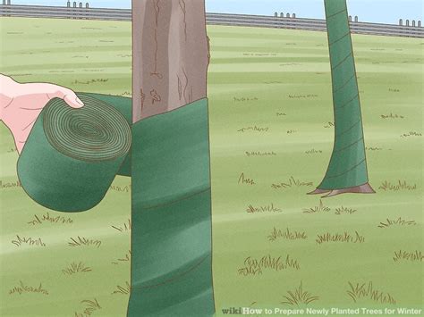 How To Prepare Newly Planted Trees For Winter 7 Steps