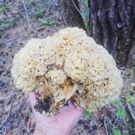 Sparassis Crispa Cauliflower Mushroom Identification Guide Recipes