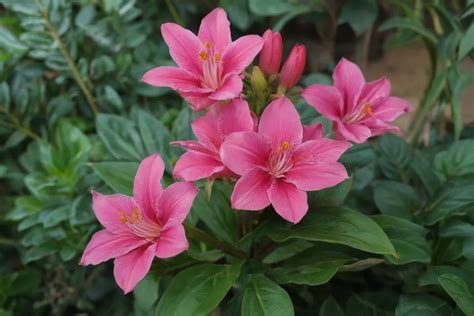 Clasificación De Plantas Un Mundo De Formas Y Vida