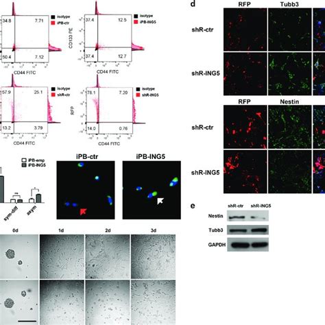 Ing5 Increases The Stem Cell Pool And Inhibits Differentiation A