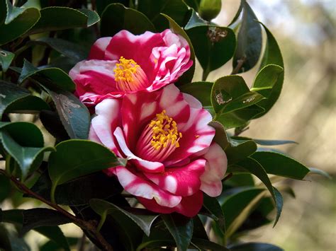 From The Garden Of Zen Tsubaki Camellia Flowers Engaku Ji