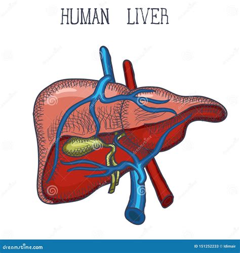 Liver Anatomical Hand Drawn Icon Prevention And Treatment Of Hepatic