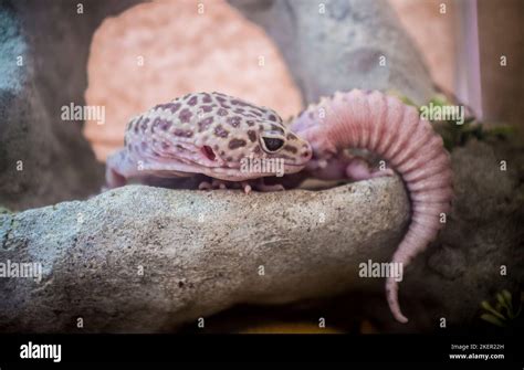 Pink Leopard Gecko Over Branch First Domesticated Species Of Lizard