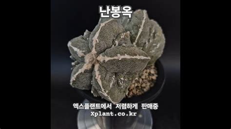 난봉옥 선인장 다육이 다육식물 다육 Succulent 다육싸게파는곳 엑스플랜트 수담의다육 Youtube