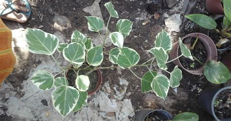 Greenleaf Plant Center සුදු බෝ