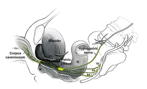 The Pelvic Plexus And Formation Of Neurovascular Bundles Reprinted Download Scientific Diagram