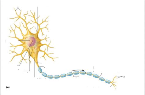 Neuron Diagram Part 2 Diagram Quizlet