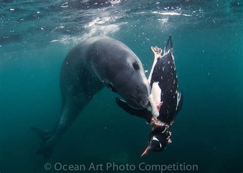Story Behind The Shot The Hunting Leopard Seal Underwater