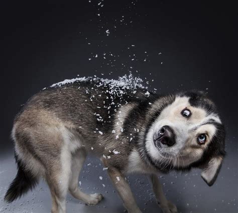 Праздничные собаки / Питомцы