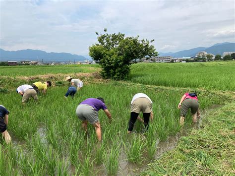 7 9に田んぼの草取りイベントを開催させていただきました 志村屋米穀店