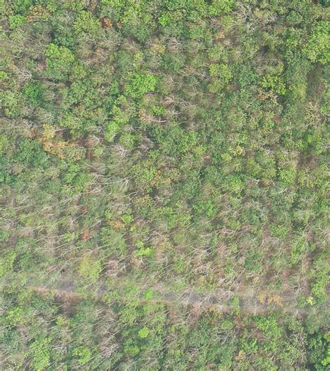 Rubber Tree Yolo V8 Object Detection Model By Grid