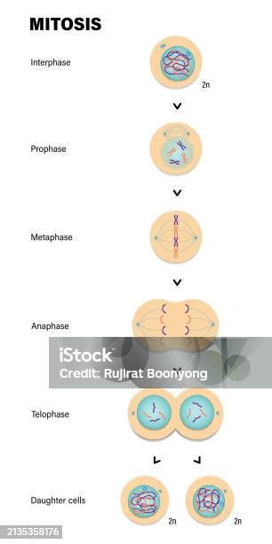 Stages Of Mitosis Prophase Metaphase Anaphase And Telophase Stock