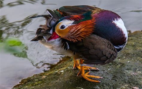 Premium Photo Freshen Up