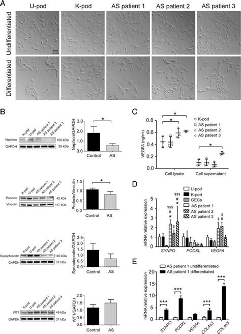 Morphology And Marker Expression Of Cultured As Podocytes A