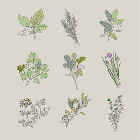 Seed Collection Packaging On Behance