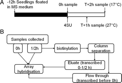 Schematic Of Experimental Design And Workflow A Experimental Design Download Scientific