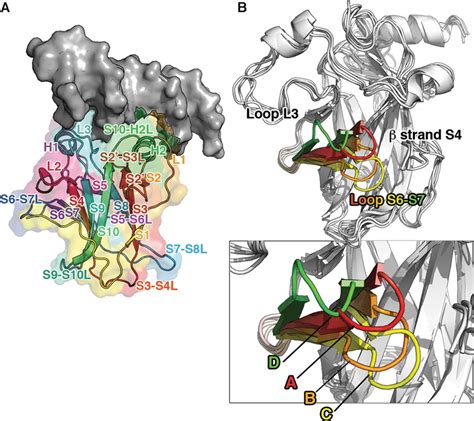A Structural Features Of The P53 Dbd The 3d Structure Of P53 Dbd In Download Scientific