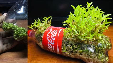 როგორ გამოვიყენოთ პლასმასის ბოთლი ბარდოვანი კულტურების თესლის გასაღვივებლად