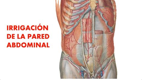 Pared Abdominal Irrigación Abdomen Arterias Youtube