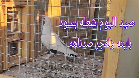 صيد اليوم شعله بسود وصار ويانه موقف انساني Youtube