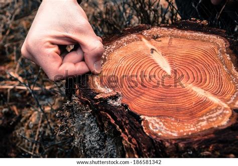 553 Counting Tree Rings Royalty Free Photos And Stock Images Shutterstock