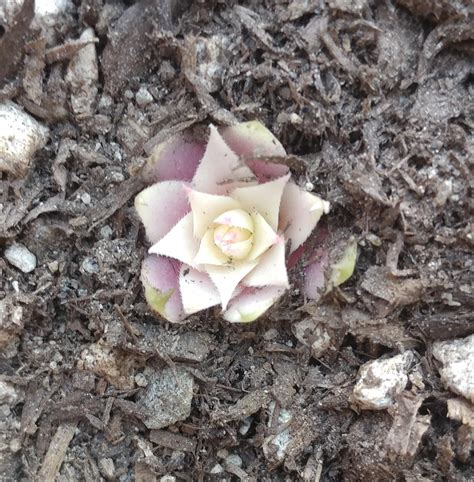 My Ruby Heart Hen Produced A Variegated Chick Rsucculents