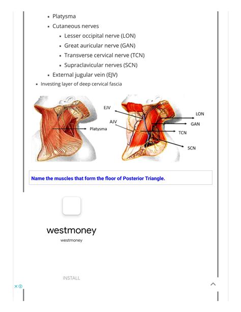 Solution Posterior Triangle Of Neck Boundaries Contents Sternocleidomastoid Muscle Anatomyqa