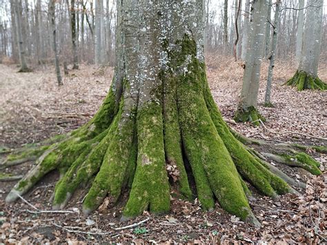 Forest Tree Root Free Photo On Pixabay Pixabay