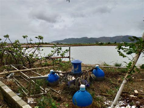 金湾水产养殖户山竹造成的损失并不大 强台风