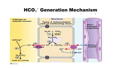 Acid Base Homeostasis Pptx