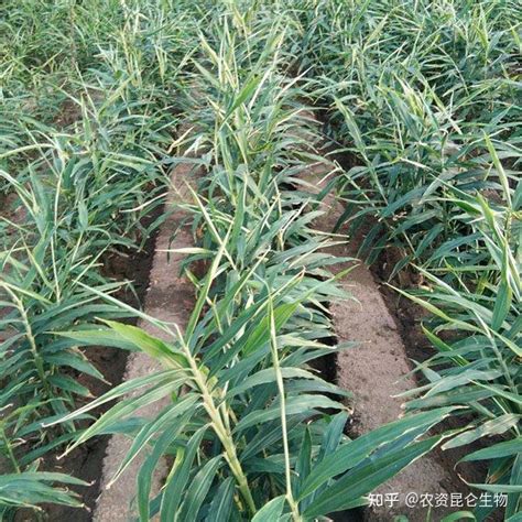 大姜种植后期肥水管理怎么做产量高大姜种植管理防病增产叶面肥哪种好