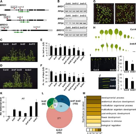 Characterization Of Brd Mutants A Positions Of T Dna Insertions In